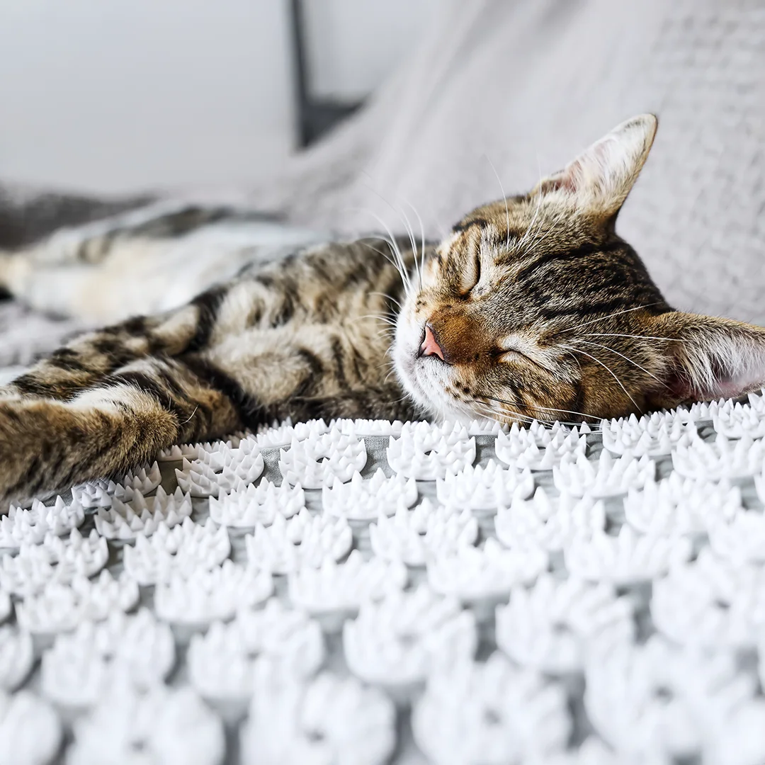 Holistic Veterinary Care In Calera, AL | MAC Animal Hospital